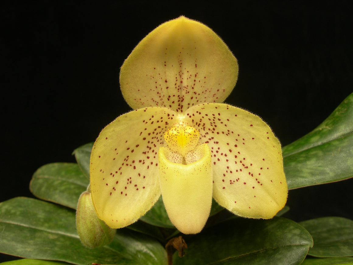 Paphiopedilum Divisions - Nicky's Slippers