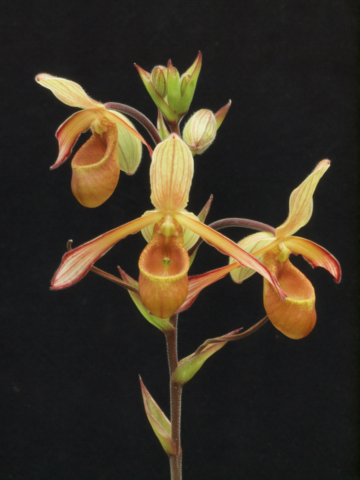 Phragmipedium Slipper Orchids - Nicky's Slippers