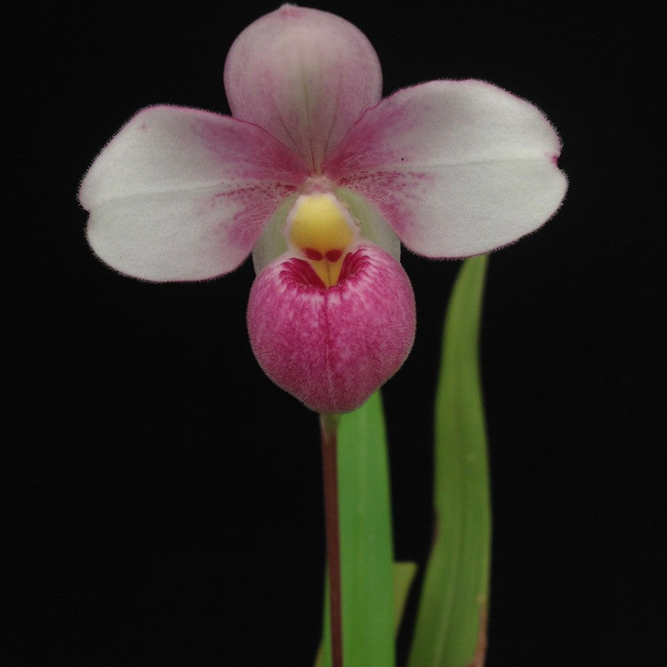 Phragmipedium Slipper Orchids - Nicky's Slippers