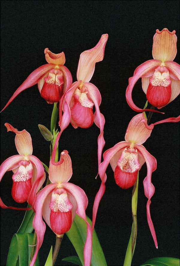 Phragmipedium Schroederae AM/RHS - Nicky's Slippers