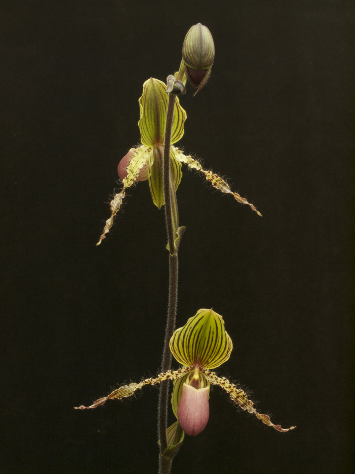 Paphiopedilum Divisions - Nicky's Slippers