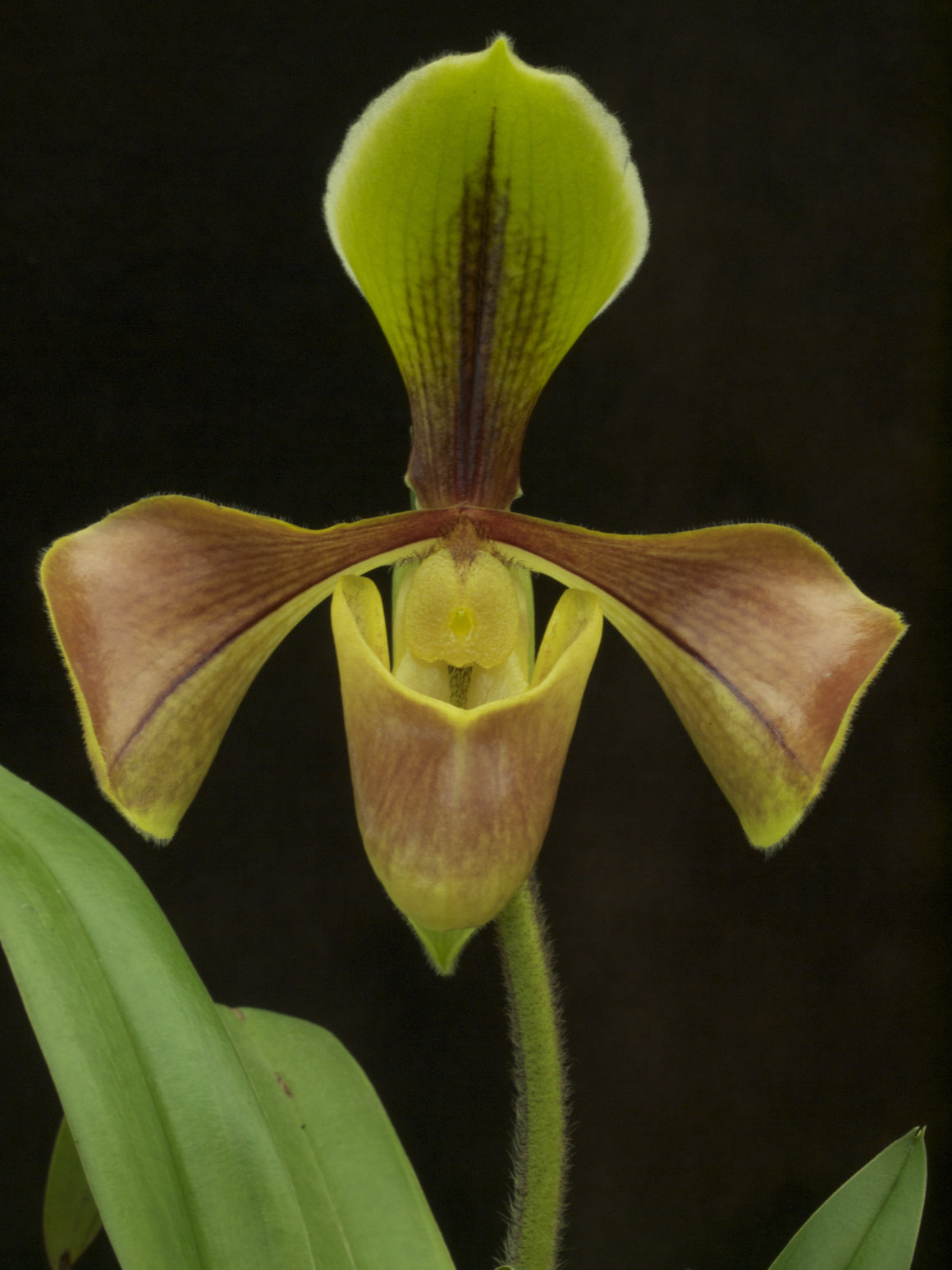 Paphiopedilum Divisions - Nicky's Slippers
